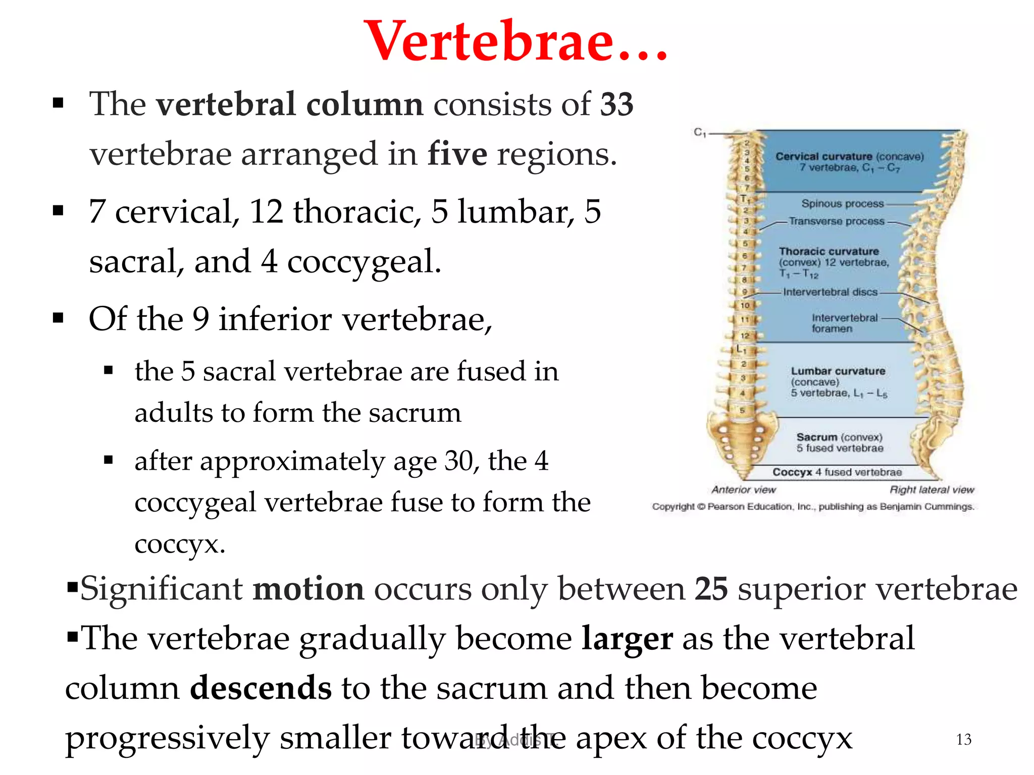 Anatomy of Vertebral column for physioterapy (4).ppt