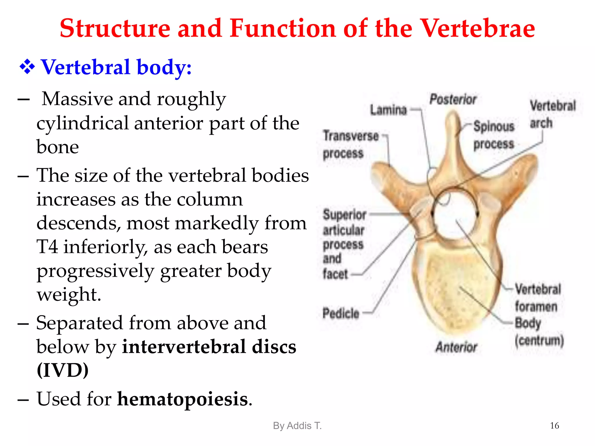 Anatomy of Vertebral column for physioterapy (4).ppt