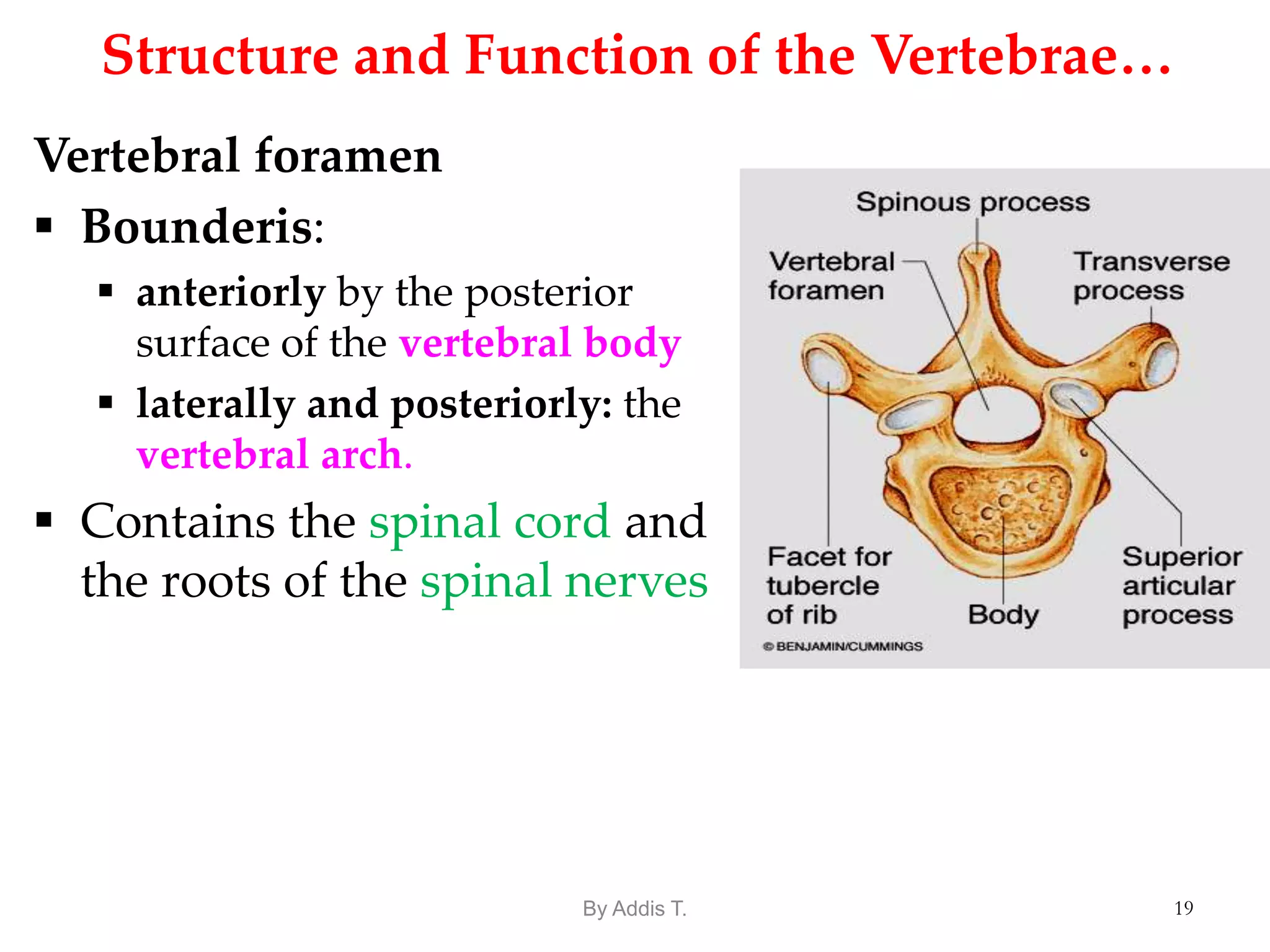 Anatomy of Vertebral column for physioterapy (4).ppt
