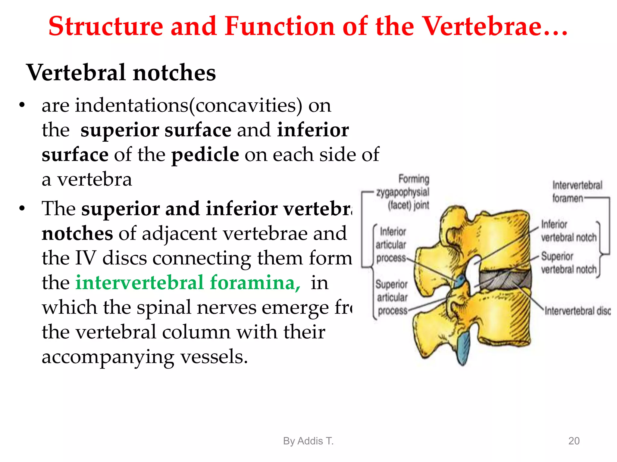 Anatomy of Vertebral column for physioterapy (4).ppt