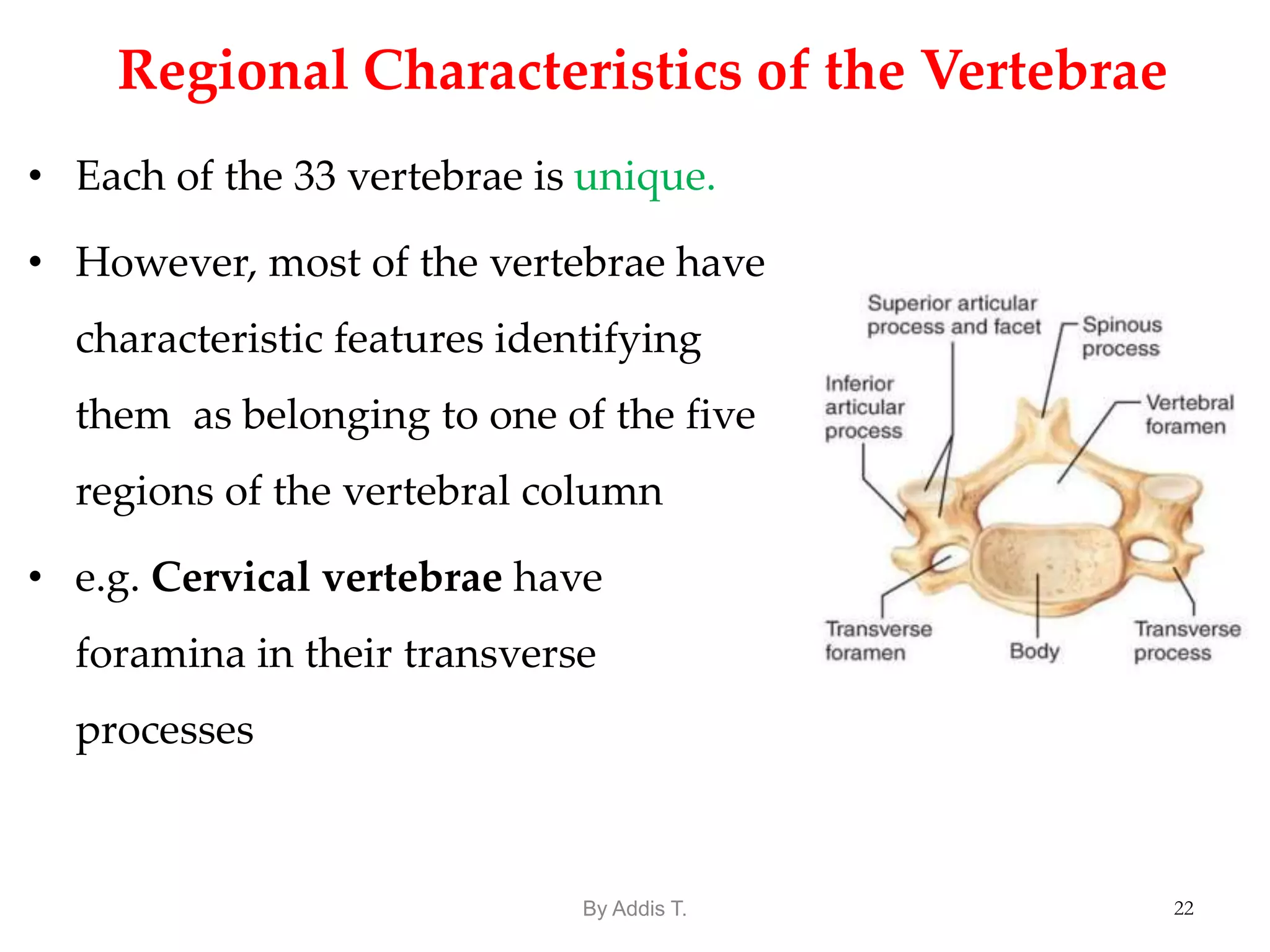 Anatomy of Vertebral column for physioterapy (4).ppt