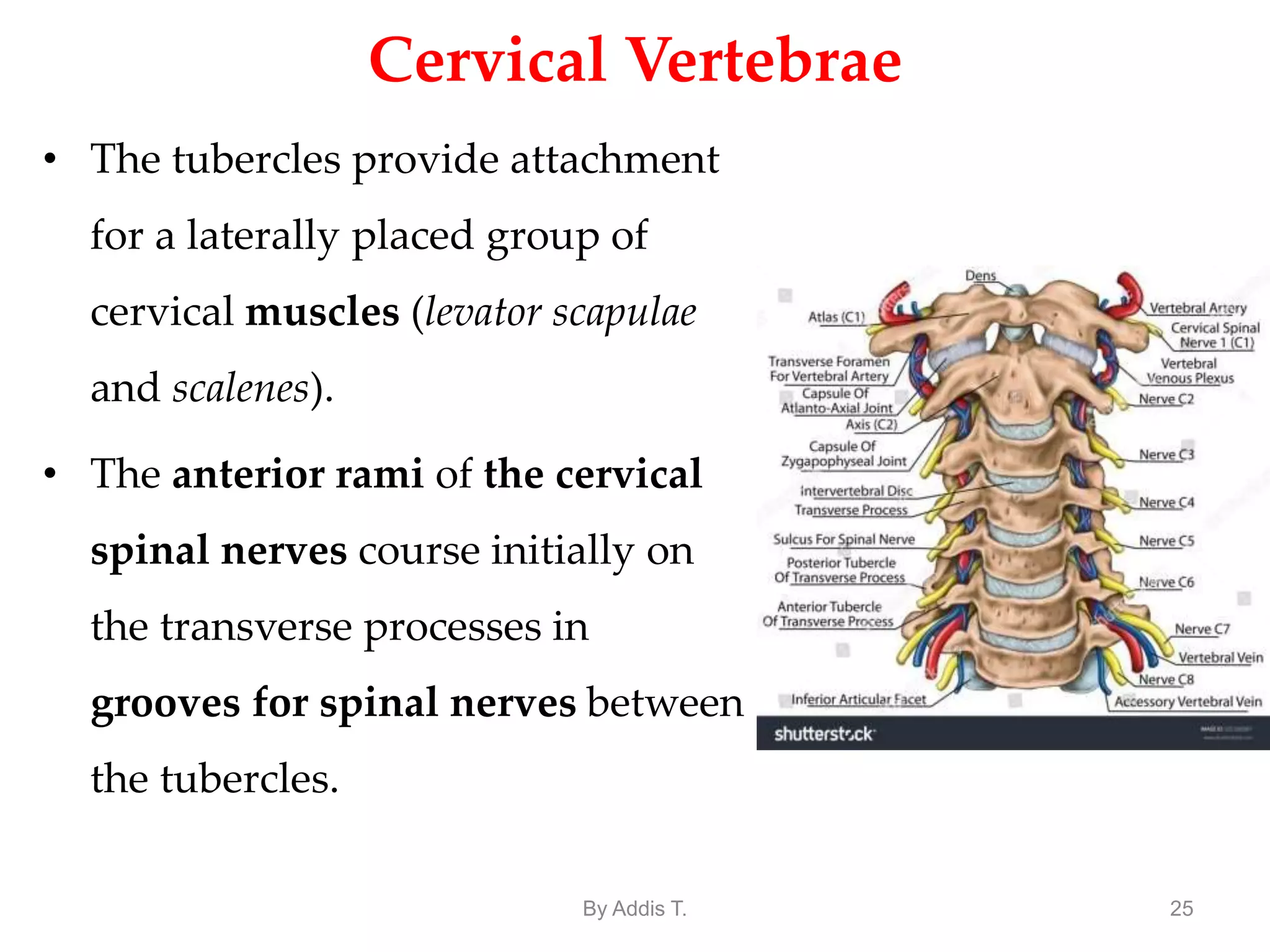 Anatomy of Vertebral column for physioterapy (4).ppt