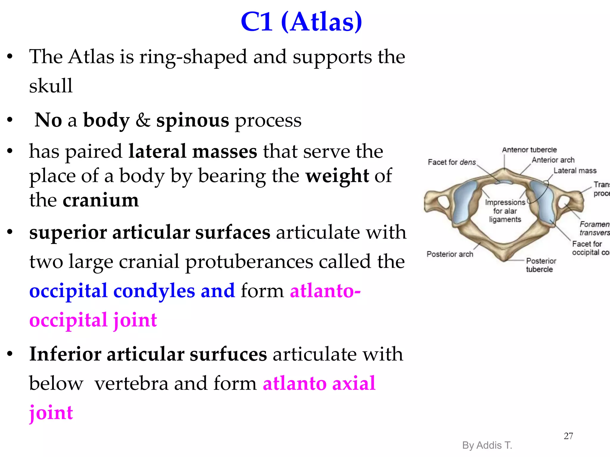 Anatomy of Vertebral column for physioterapy (4).ppt