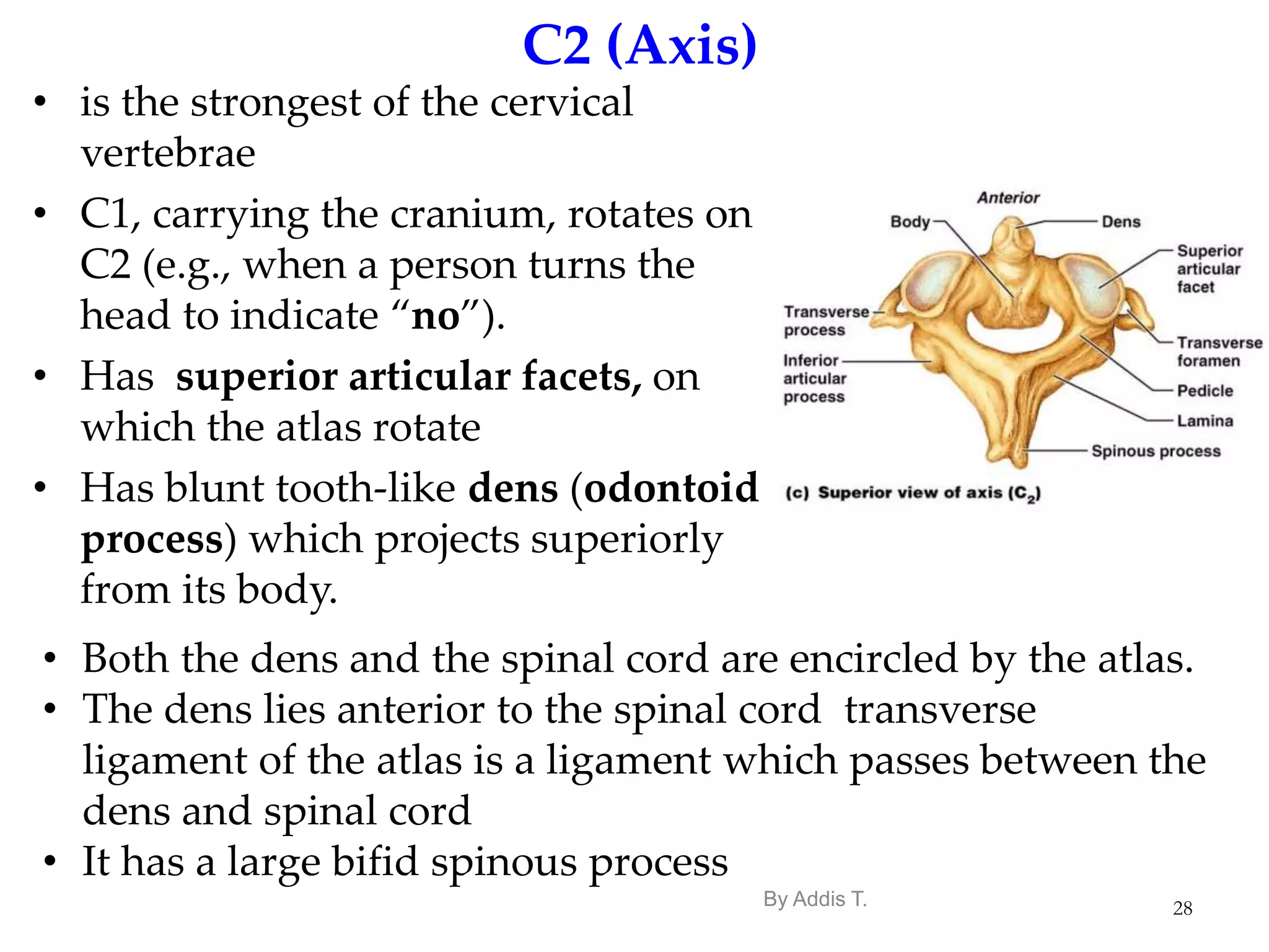 Anatomy of Vertebral column for physioterapy (4).ppt