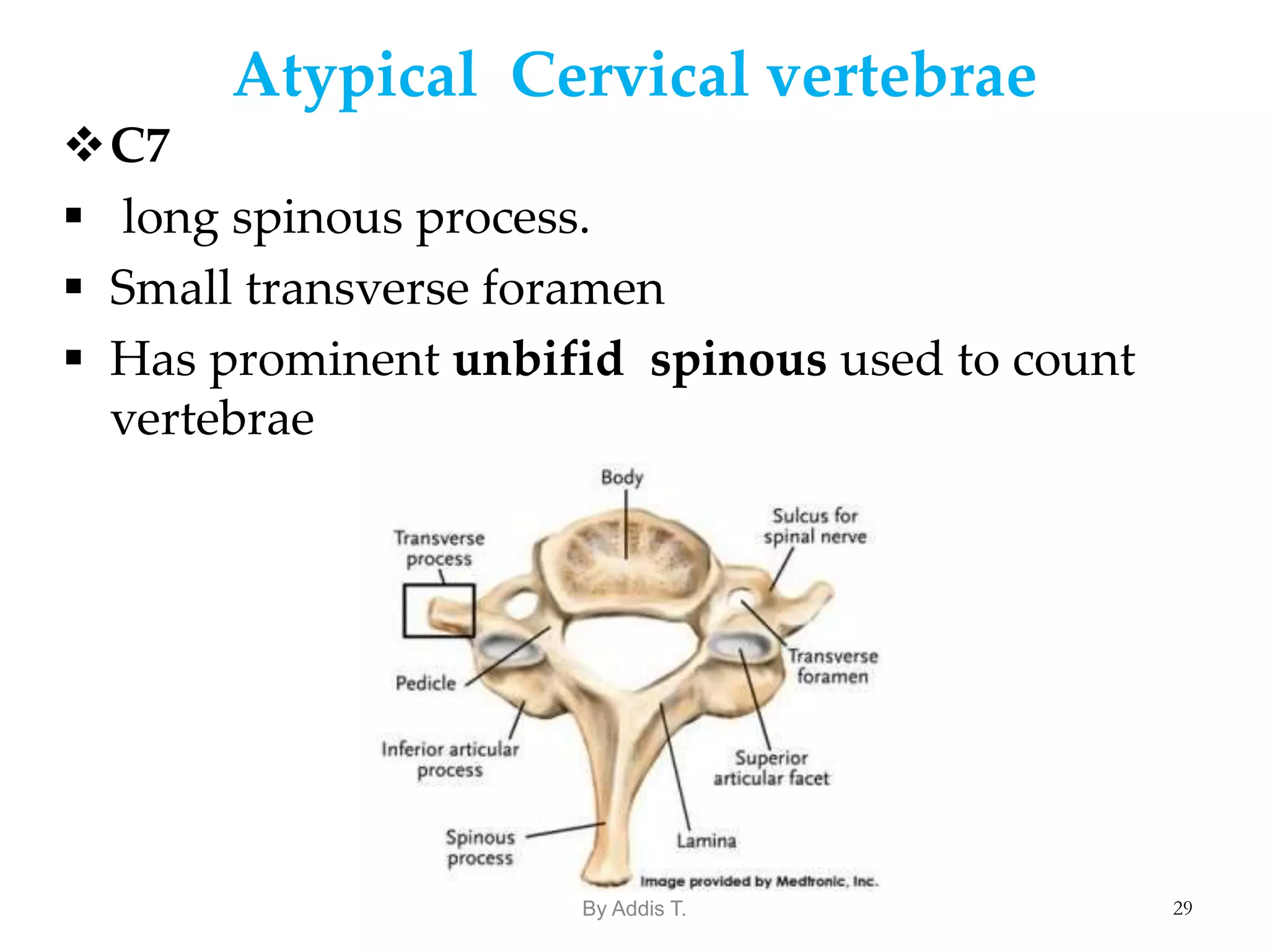 Anatomy of Vertebral column for physioterapy (4).ppt