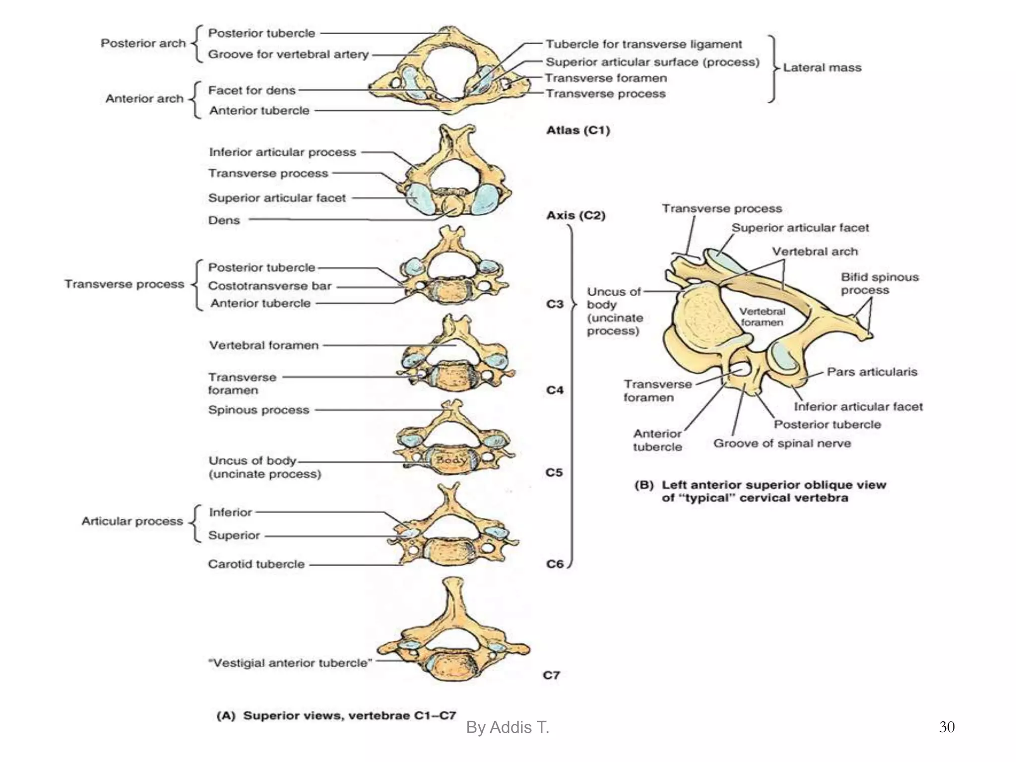 Anatomy of Vertebral column for physioterapy (4).ppt