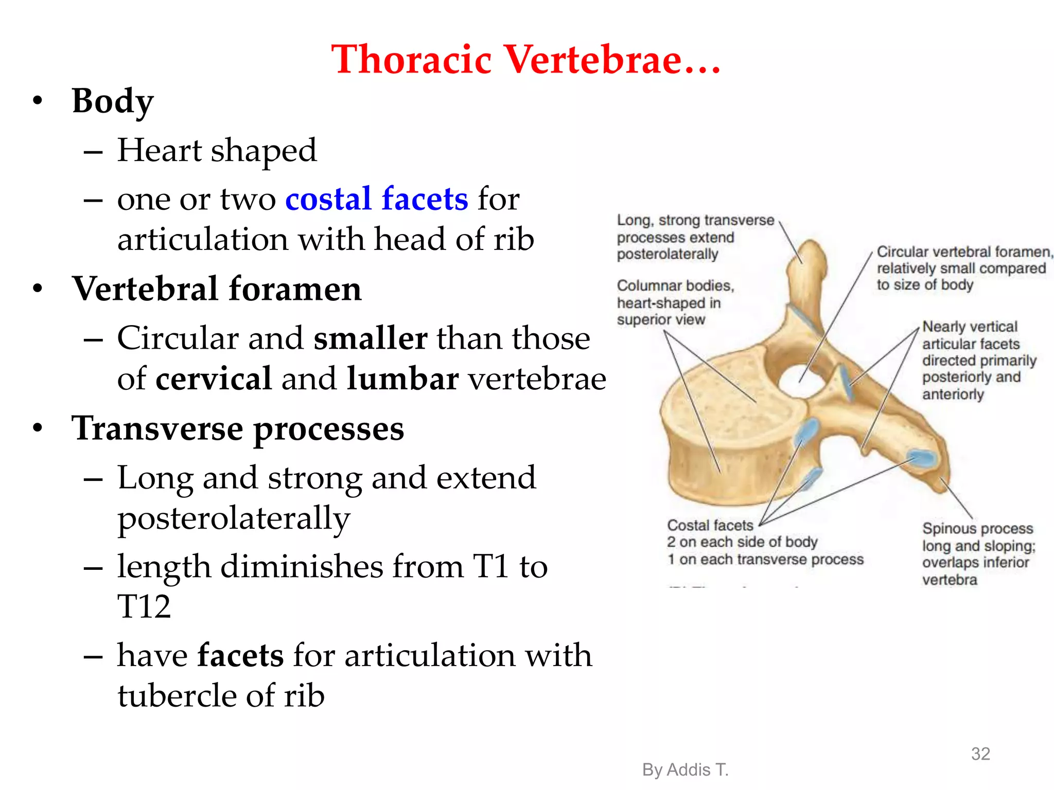 Anatomy of Vertebral column for physioterapy (4).ppt