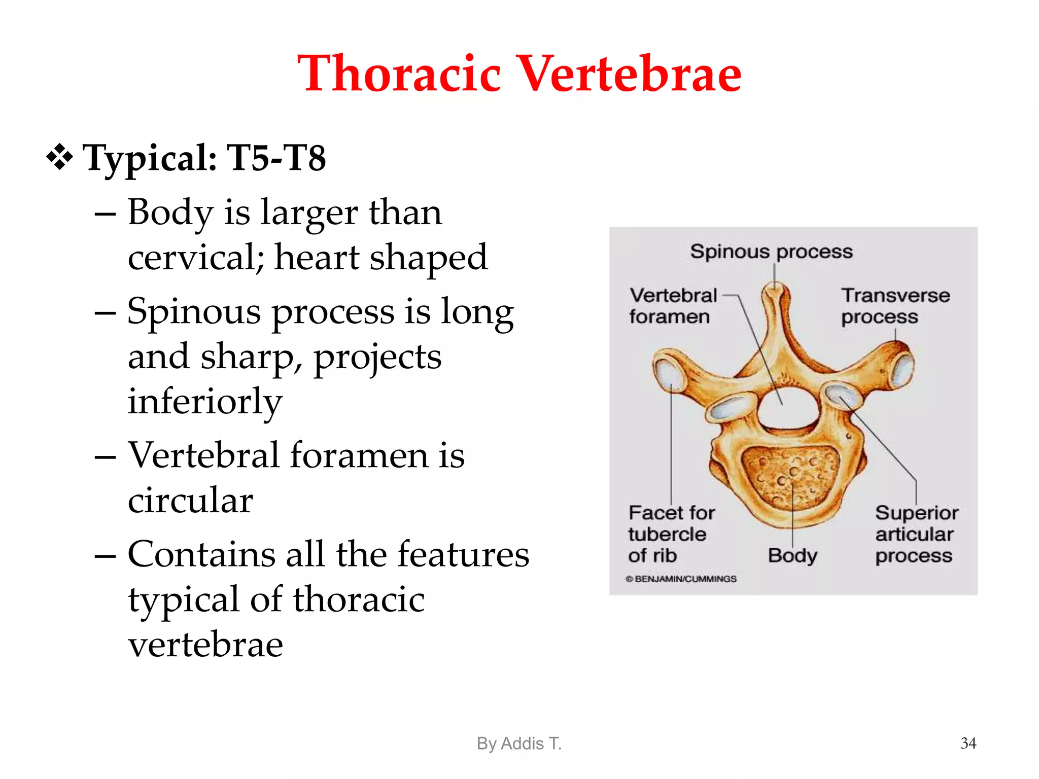 Anatomy of Vertebral column for physioterapy (4).ppt