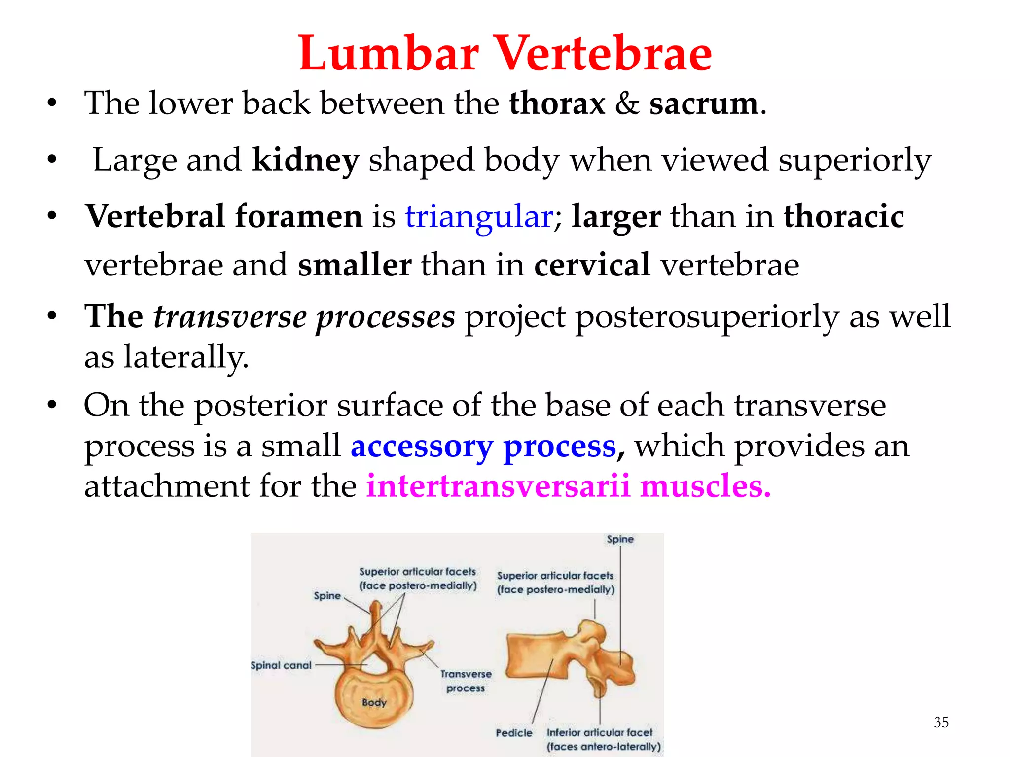 Anatomy of Vertebral column for physioterapy (4).ppt