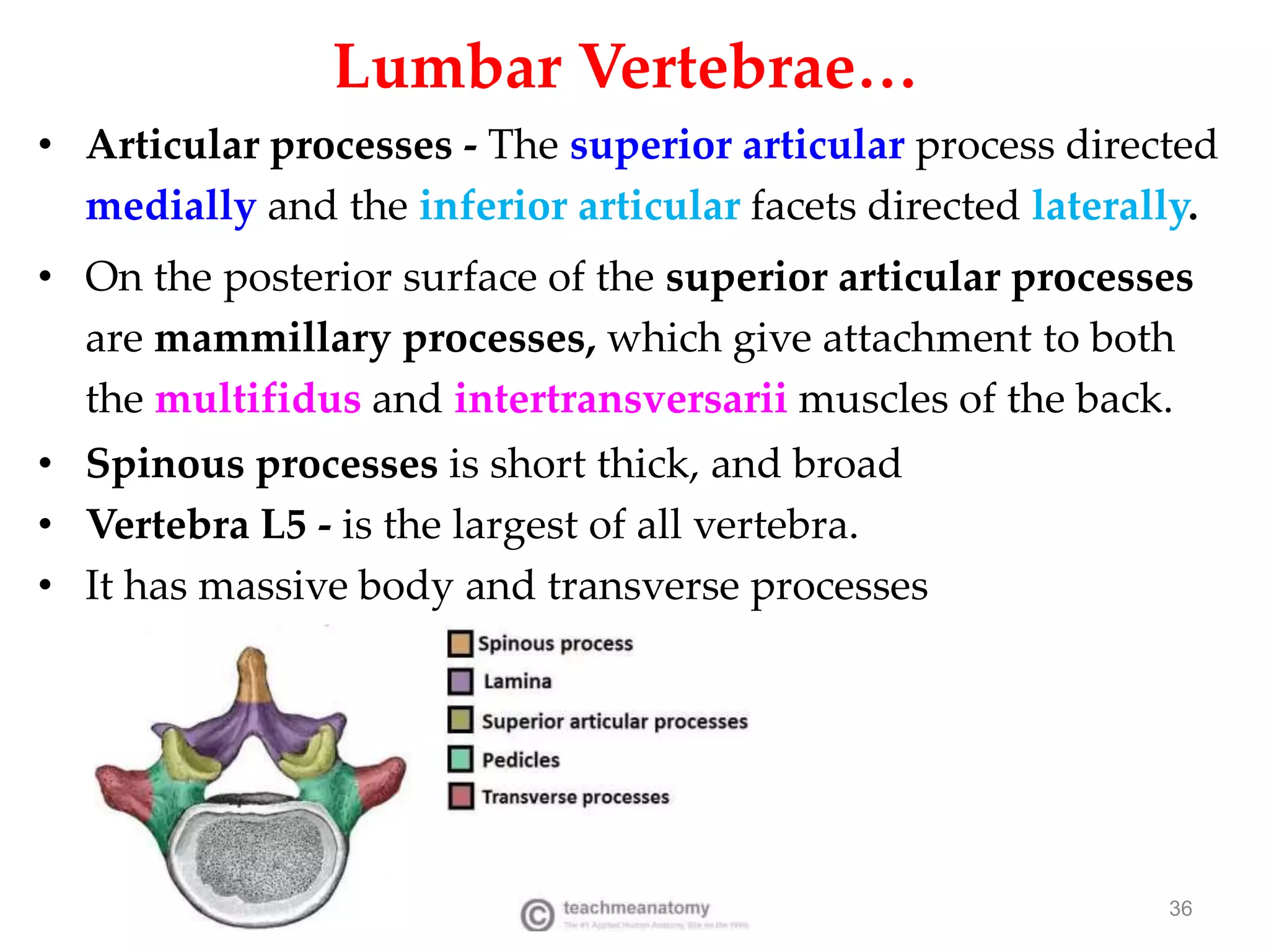 Anatomy of Vertebral column for physioterapy (4).ppt