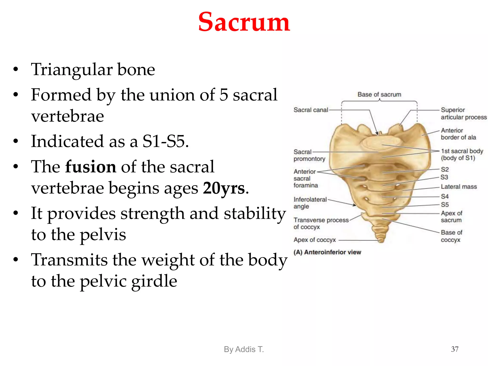 Anatomy of Vertebral column for physioterapy (4).ppt