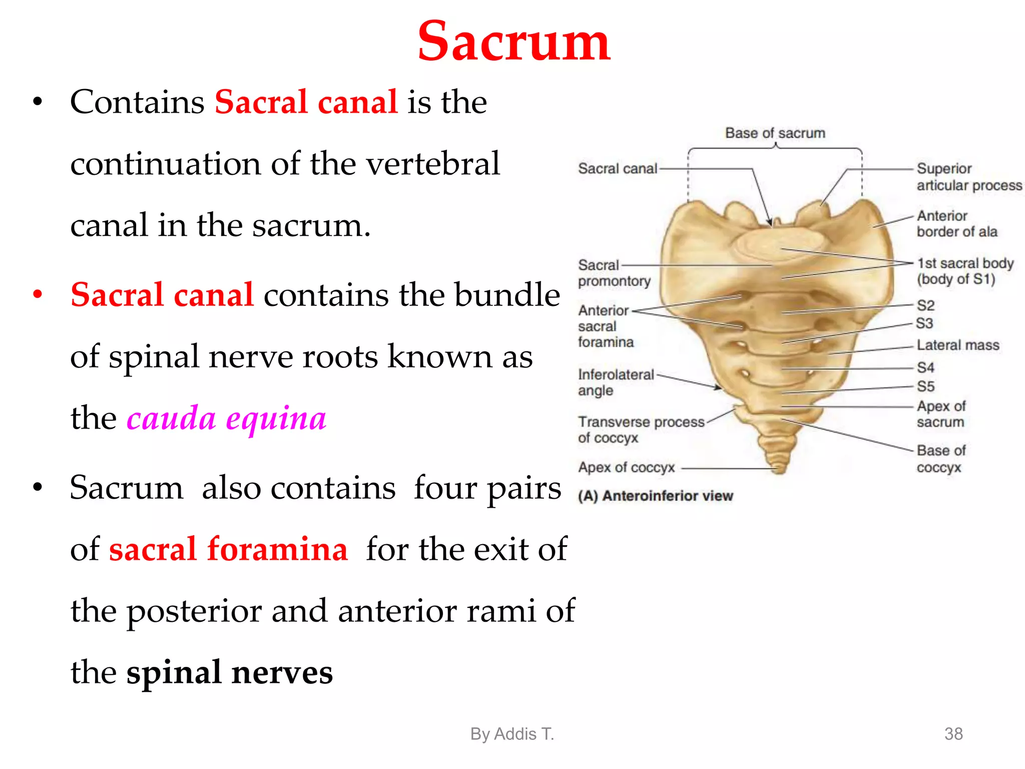 Anatomy of Vertebral column for physioterapy (4).ppt