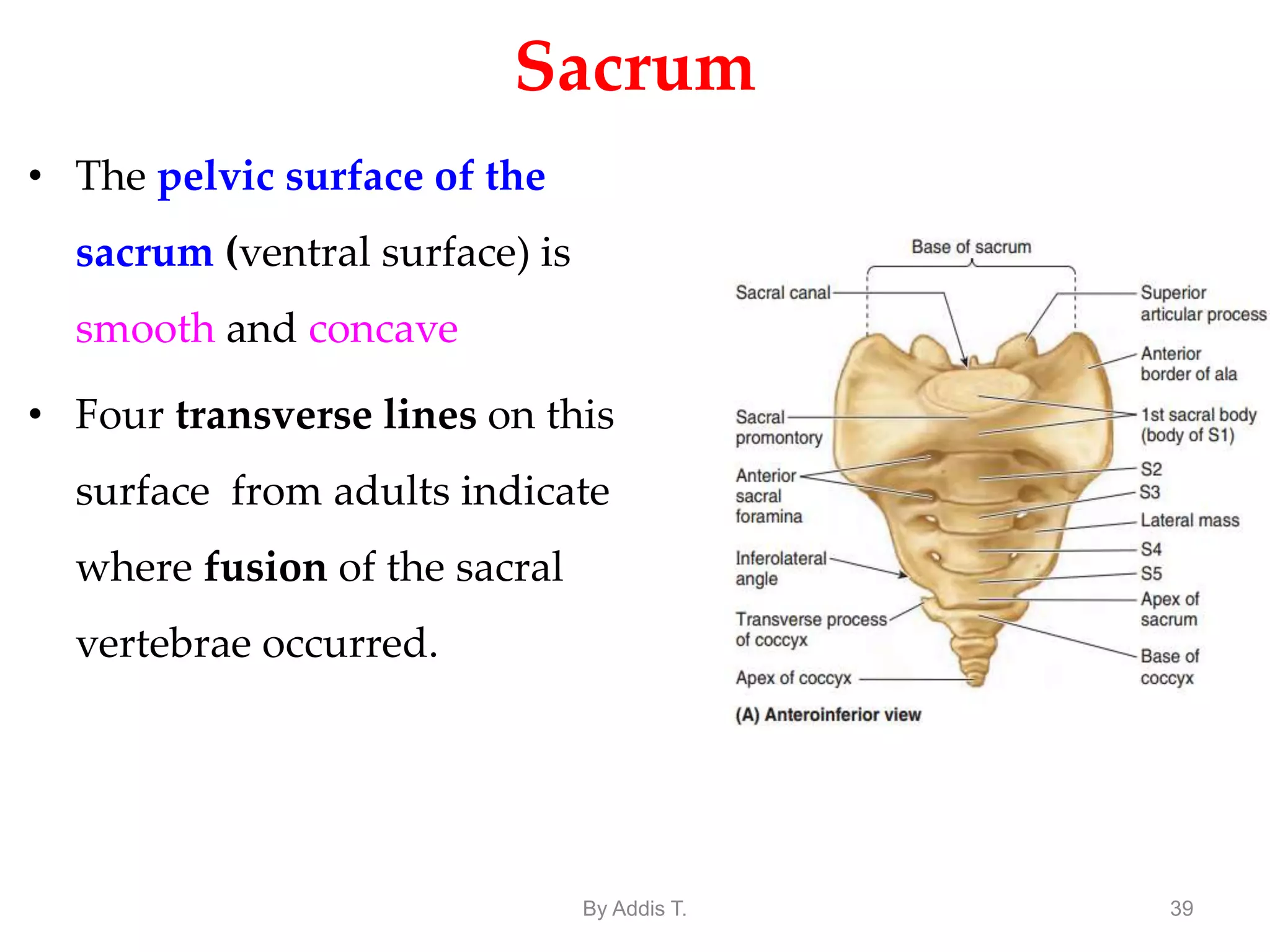 Anatomy of Vertebral column for physioterapy (4).ppt