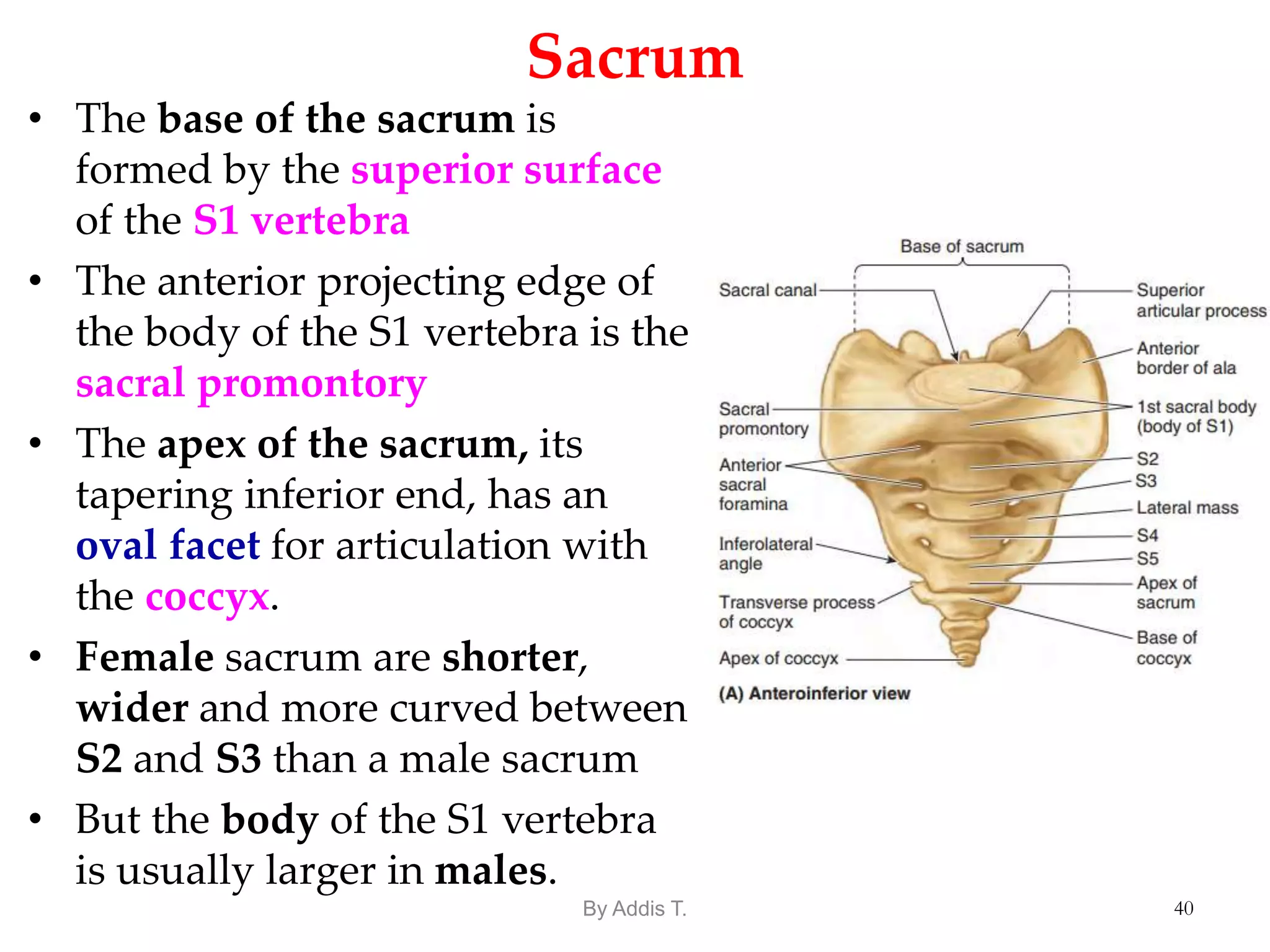 Anatomy of Vertebral column for physioterapy (4).ppt