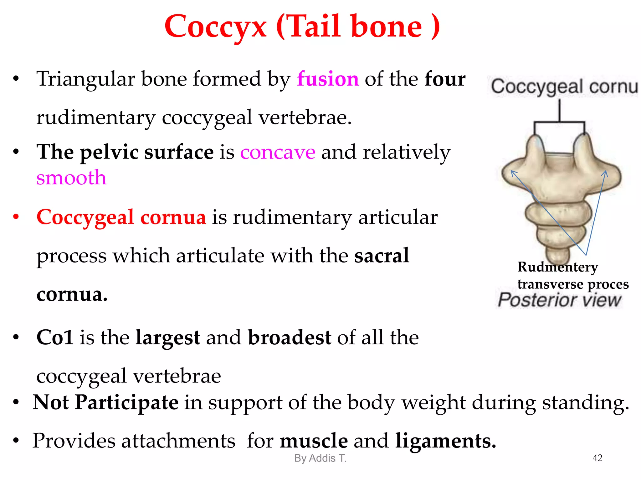 Anatomy of Vertebral column for physioterapy (4).ppt