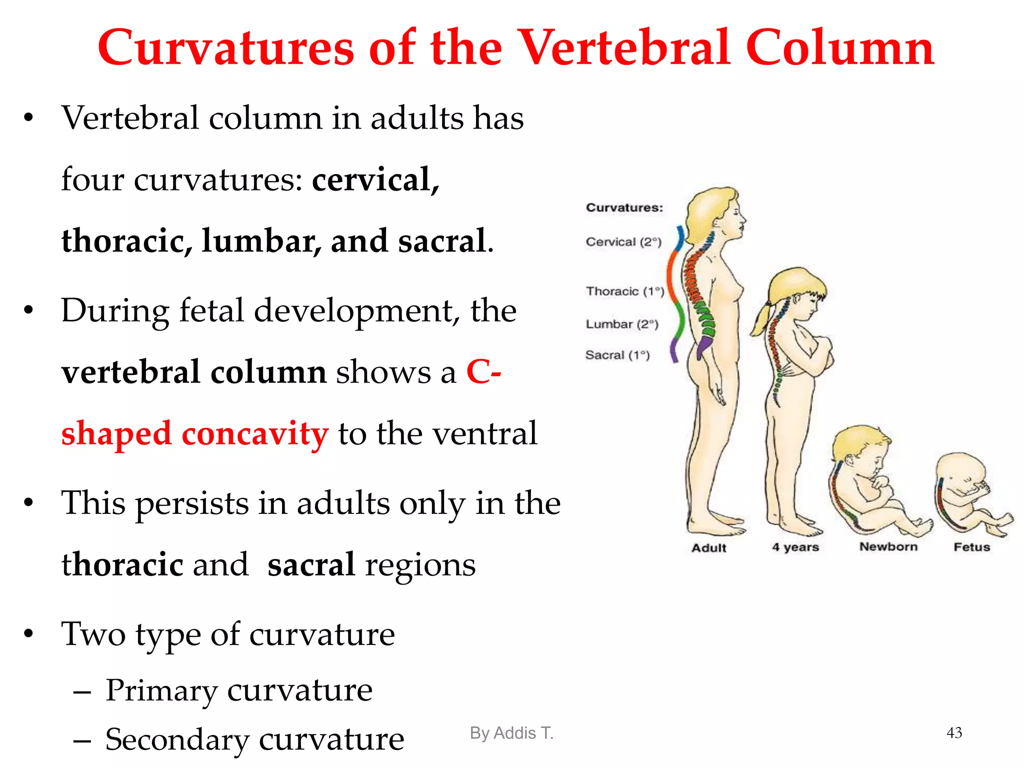 Anatomy of Vertebral column for physioterapy (4).ppt