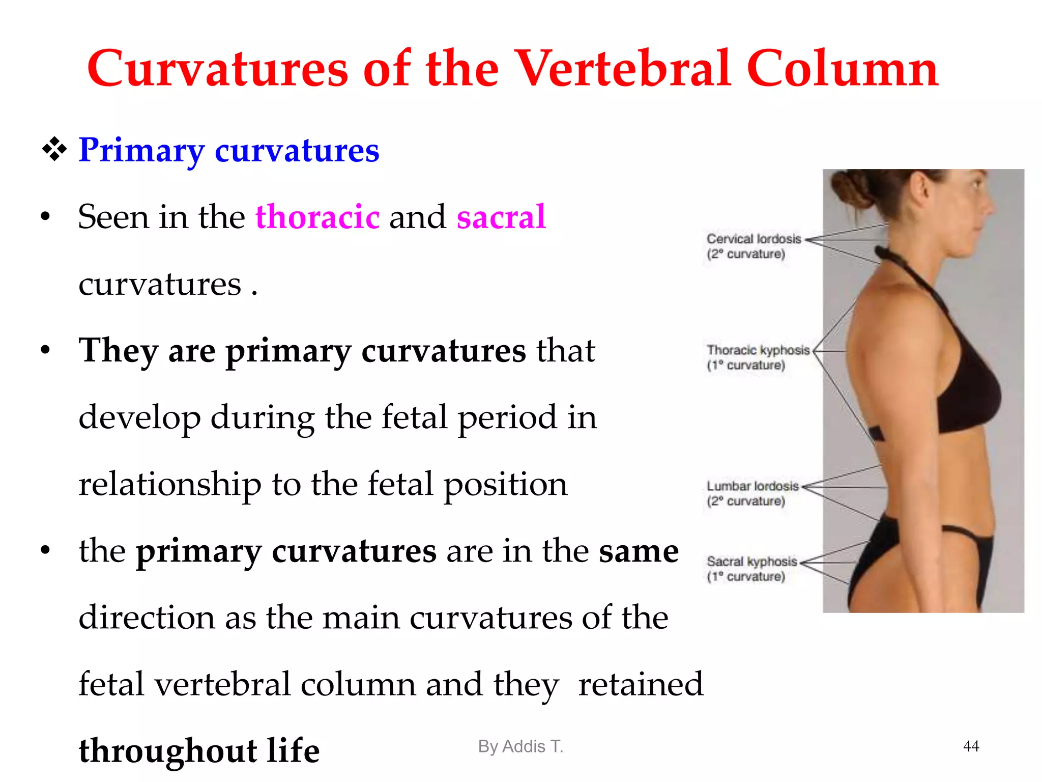 Anatomy of Vertebral column for physioterapy (4).ppt