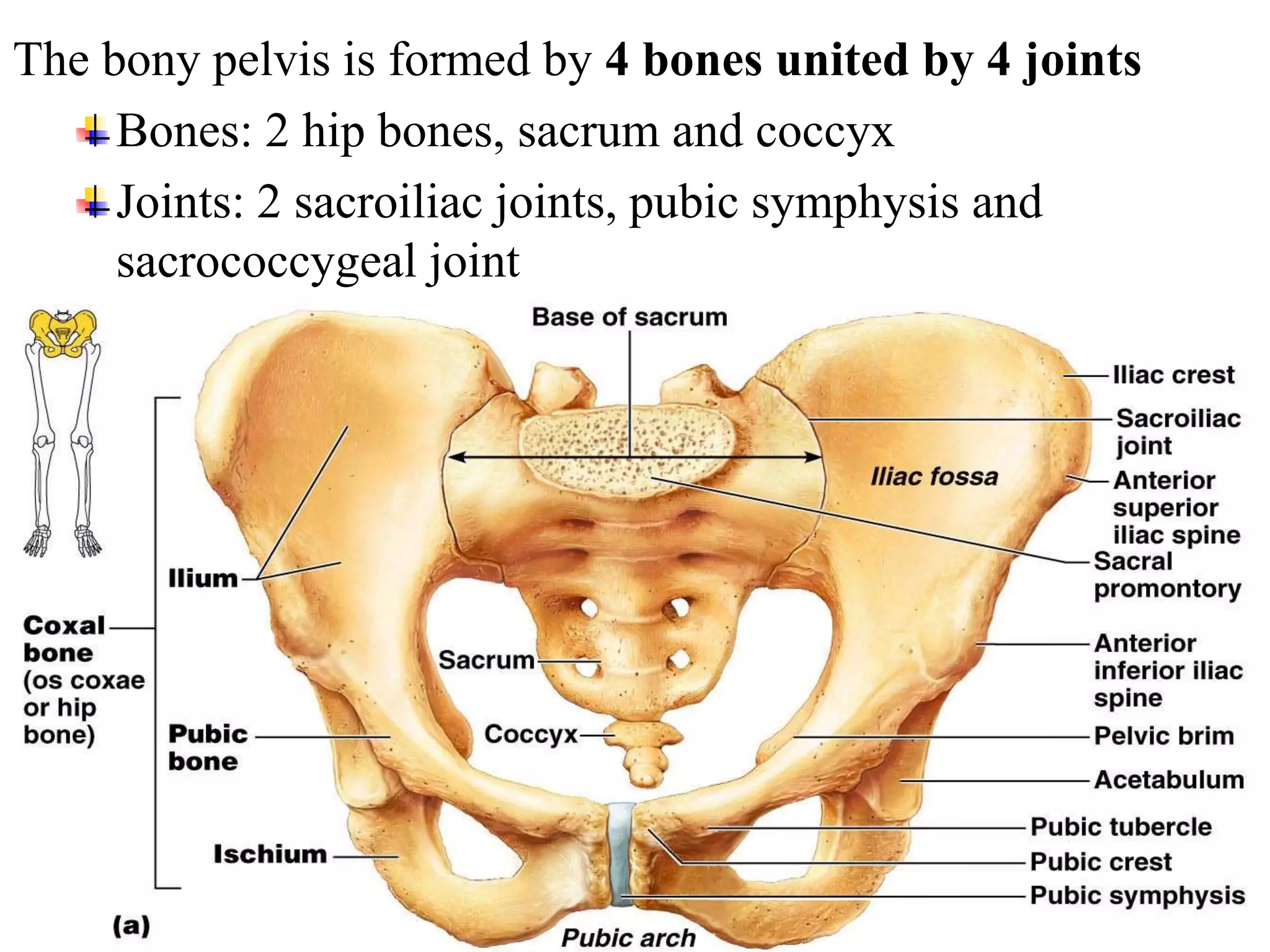 Anatomy of Vertebral column for physioterapy (4).ppt