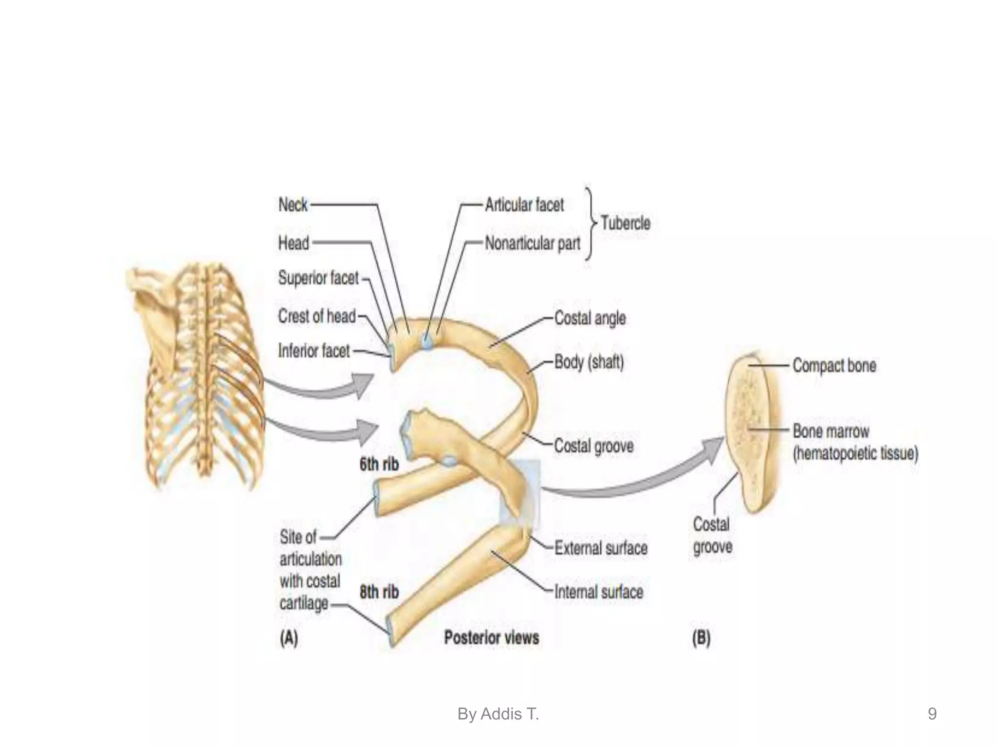 Anatomy of Vertebral column for physioterapy (4).ppt