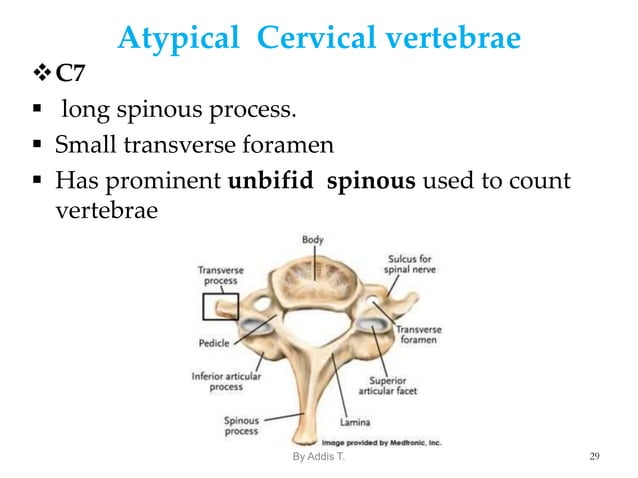 Anatomy of Vertebral column for physioterapy (4).ppt