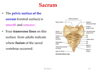 Anatomy of Vertebral column for physioterapy (4).ppt
