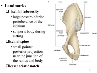 Anatomy of Vertebral column for physioterapy (4).ppt