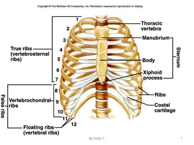 Anatomy of Vertebral column for physioterapy (4).ppt