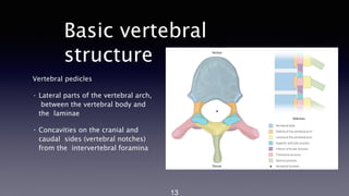 Clinical Anatomy Of vertebral coumn.pptx