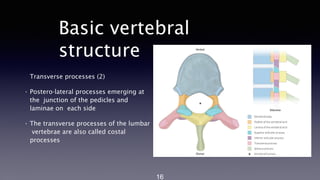 Clinical Anatomy Of vertebral coumn.pptx