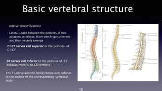 Clinical Anatomy Of vertebral coumn.pptx