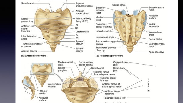 Clinical Anatomy Of vertebral coumn.pptx
