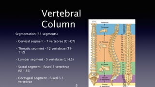 Clinical Anatomy Of vertebral coumn.pptx
