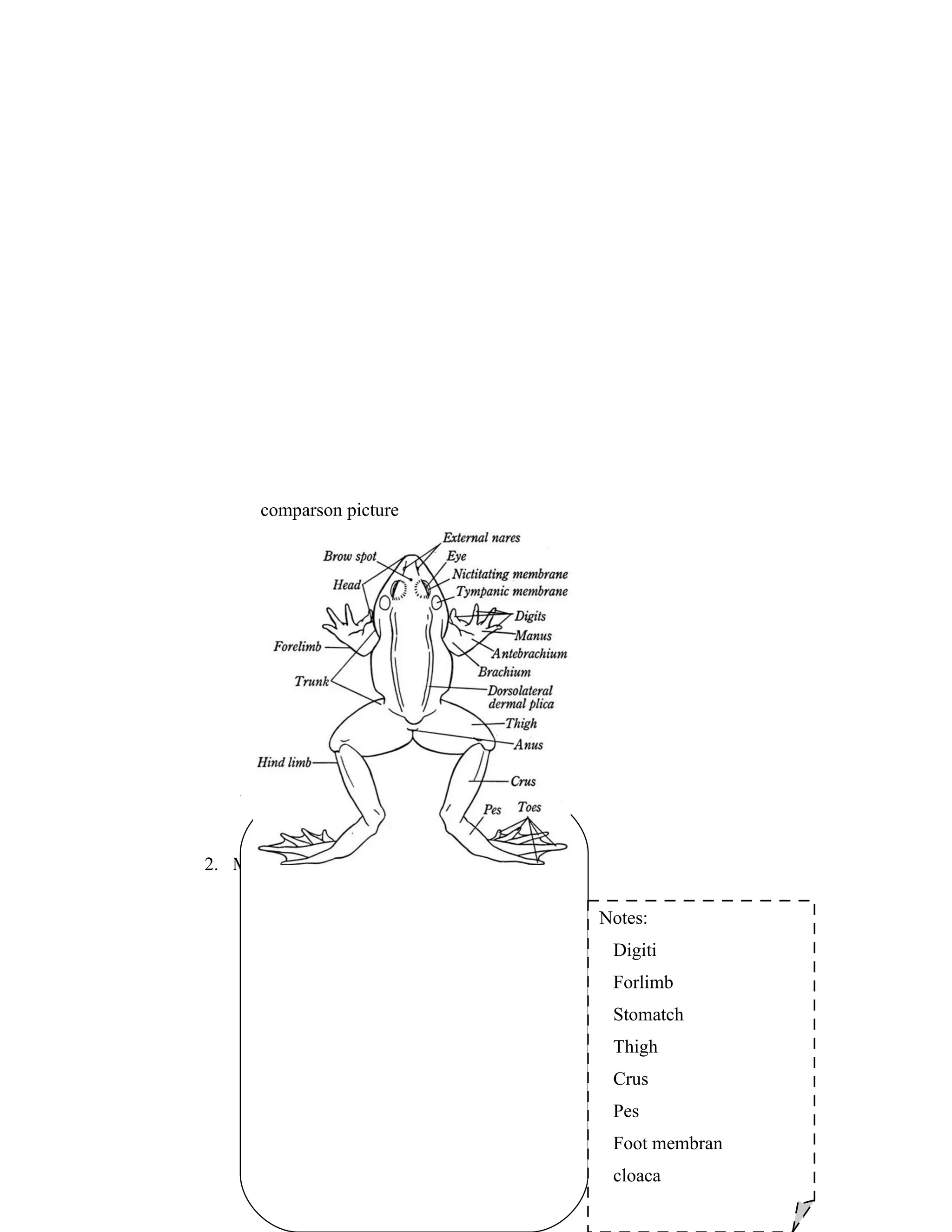 Anatomy of vertebrate (basic biology) unm | DOC