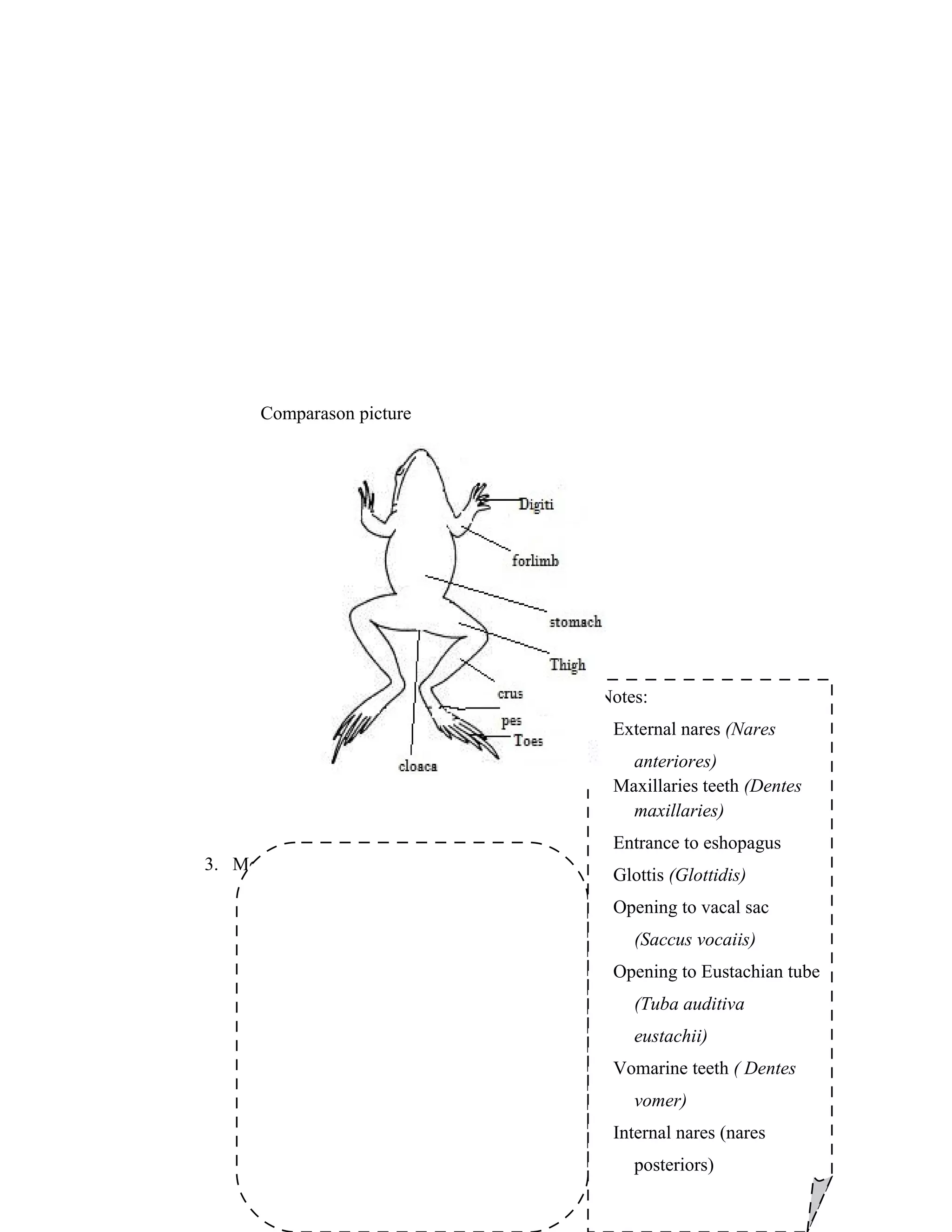 Anatomy of vertebrate (basic biology) unm | DOC