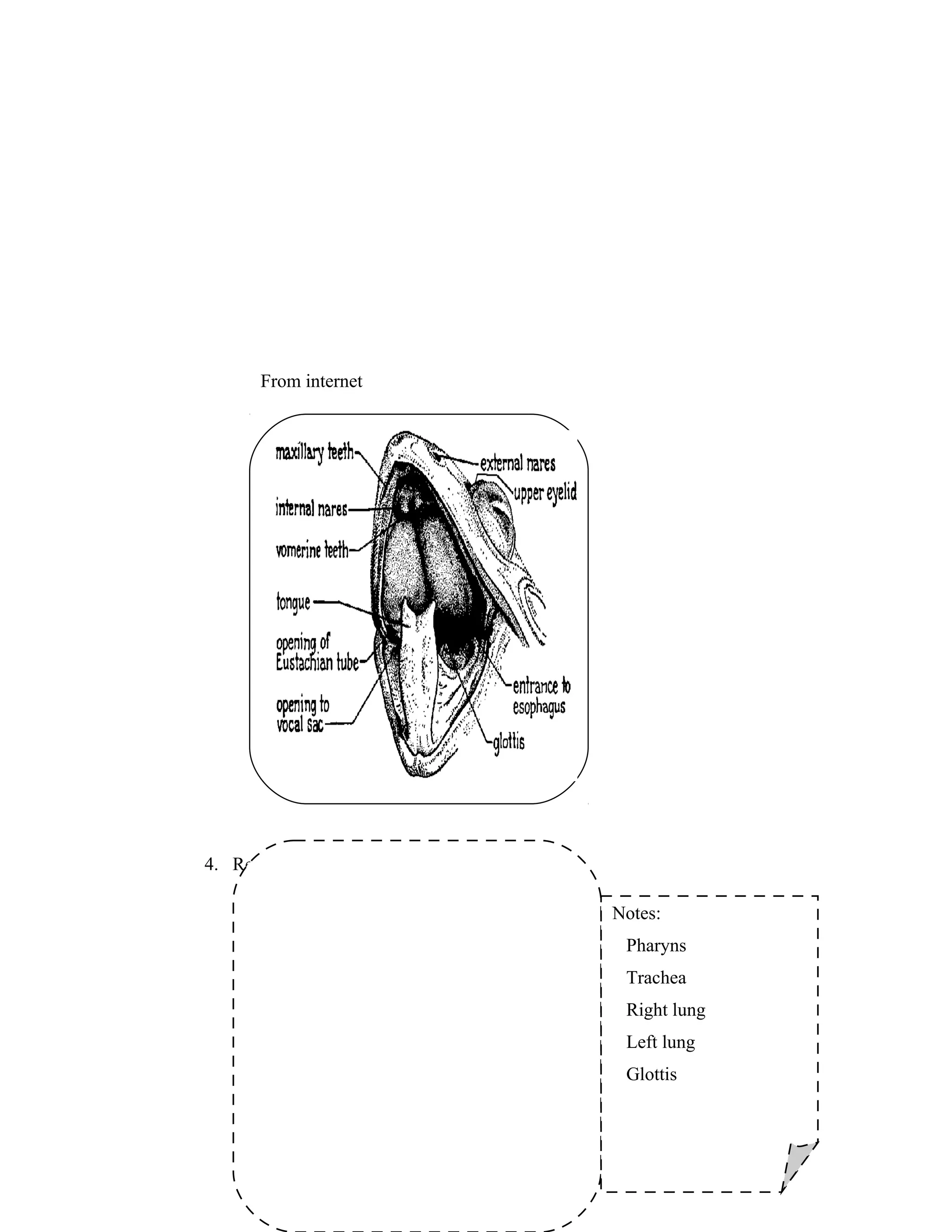 Anatomy of vertebrate (basic biology) unm | DOC