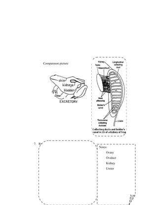 Anatomy of vertebrate (basic biology) unm | DOC
