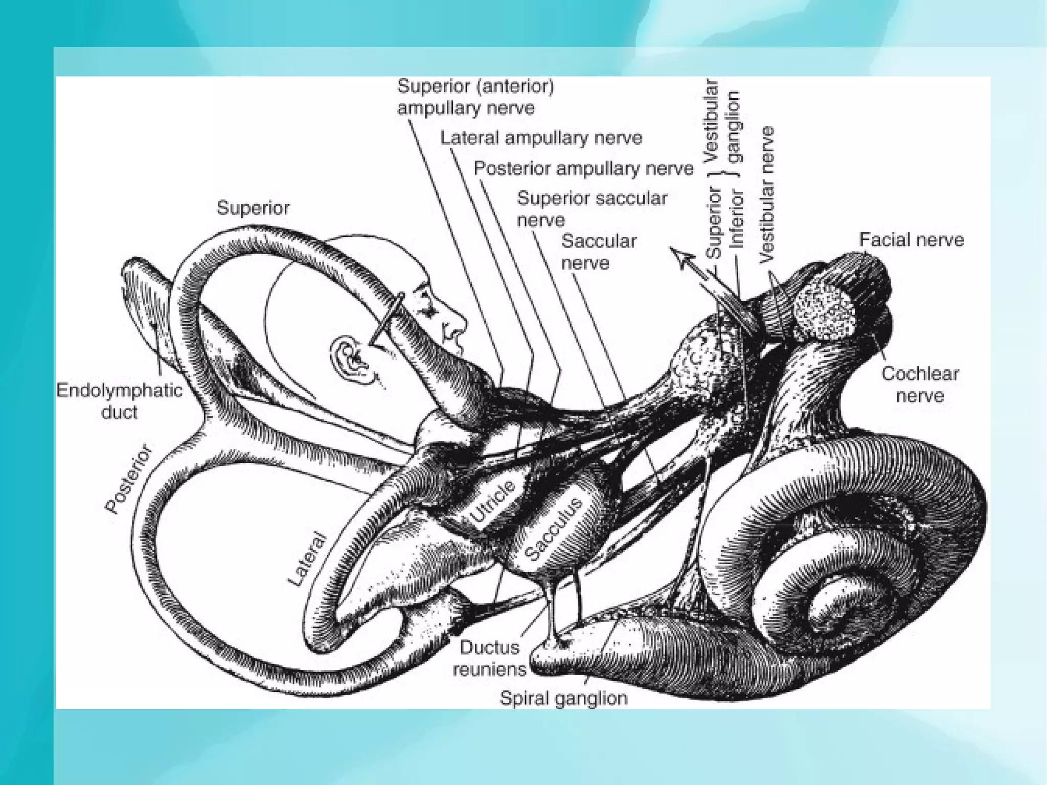 Anatomy of vestibular apparatus | PPT