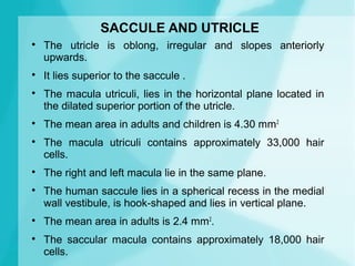 Anatomy of vestibular apparatus | PPT