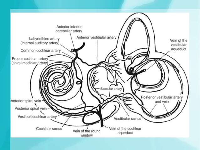 Anatomy of vestibular apparatus | PPT