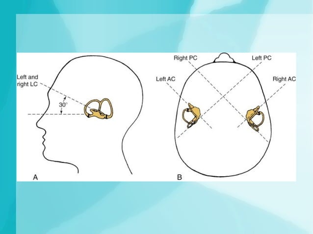 Anatomy of vestibular apparatus | PPT