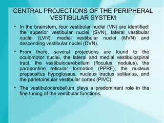 Anatomy of vestibular apparatus | PPT