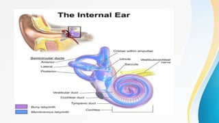 Anatomy of vestibular system.pptx