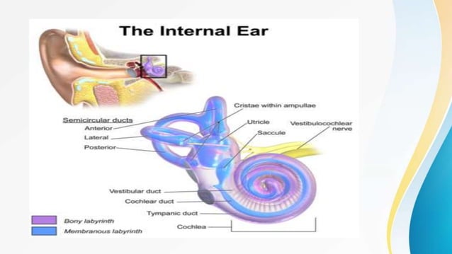 Anatomy of vestibular system.pptx
