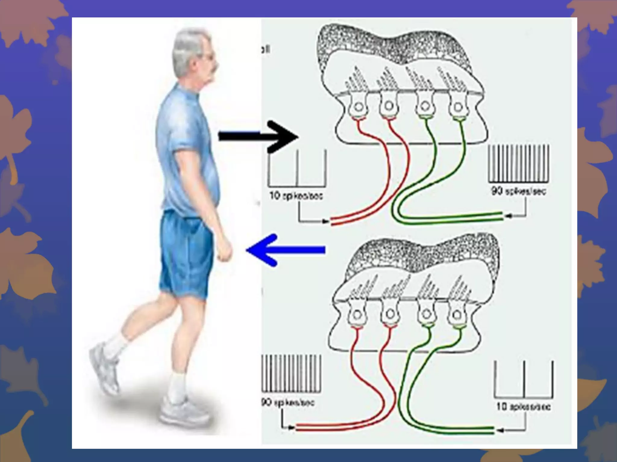 Anatomy of Vestibular System | PDF