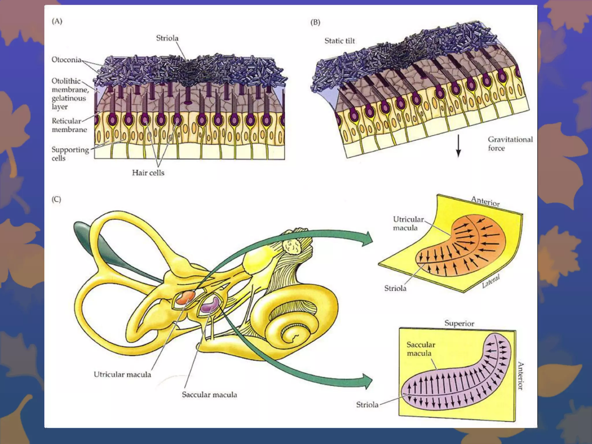 Anatomy of Vestibular System | PDF