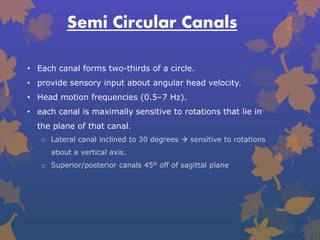 Anatomy of Vestibular System | PDF