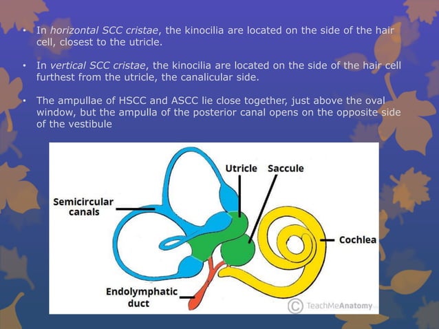 Anatomy of Vestibular System | PDF