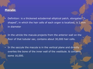 Anatomy of Vestibular System | PDF