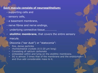 Anatomy of Vestibular System | PDF