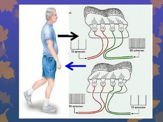 Anatomy of Vestibular System | PDF